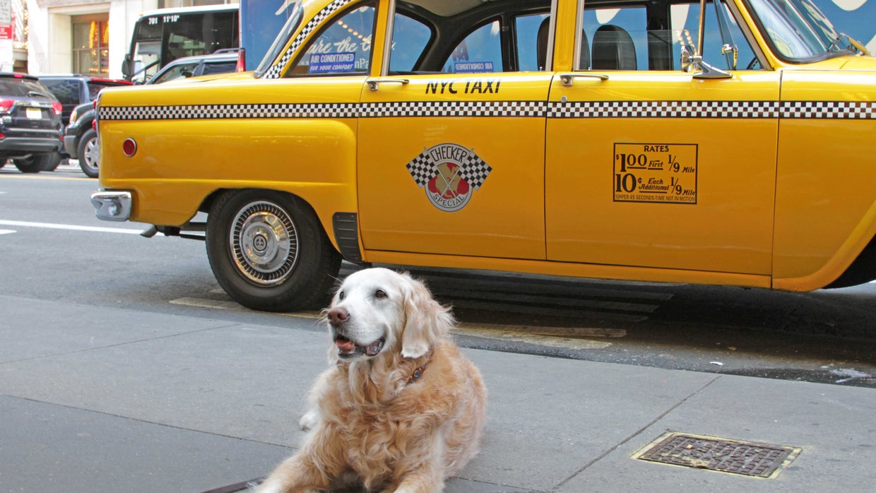 Last known living 9/11 search dog dies in Texas - CBS News