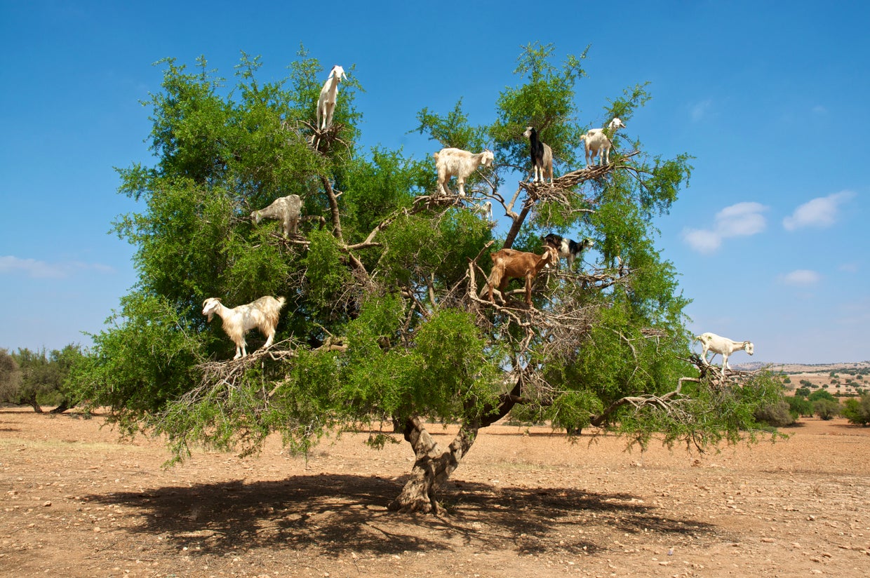 The poop of these Moroccan tree goats produces pricey argan oil