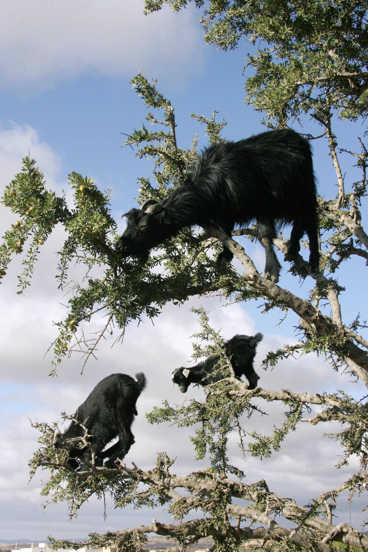The poop of these Moroccan tree goats produces pricey argan oil