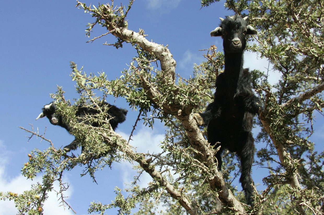 The poop of these Moroccan tree goats produces pricey argan oil