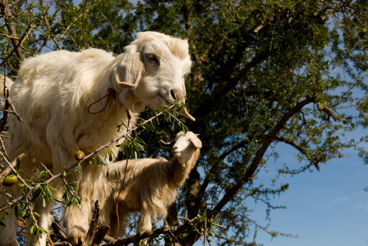 The poop of these Moroccan tree goats produces pricey argan oil