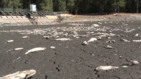 Thousands of fish die when Calif. lake runs dry overnight - CBS News