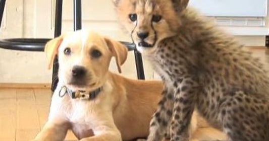 Cheetah cub Kumbali and rescue puppy Kago are besties at metro richmond ...