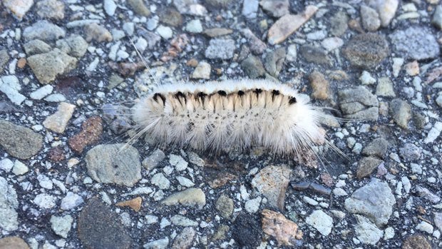 Venomous white hickory tussock caterpillar spotted in Pennsylvania ...