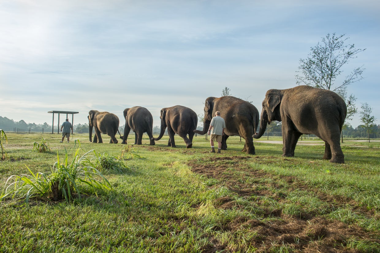 Why elephants rarely get cancer - and what we can learn from them - CBS ...
