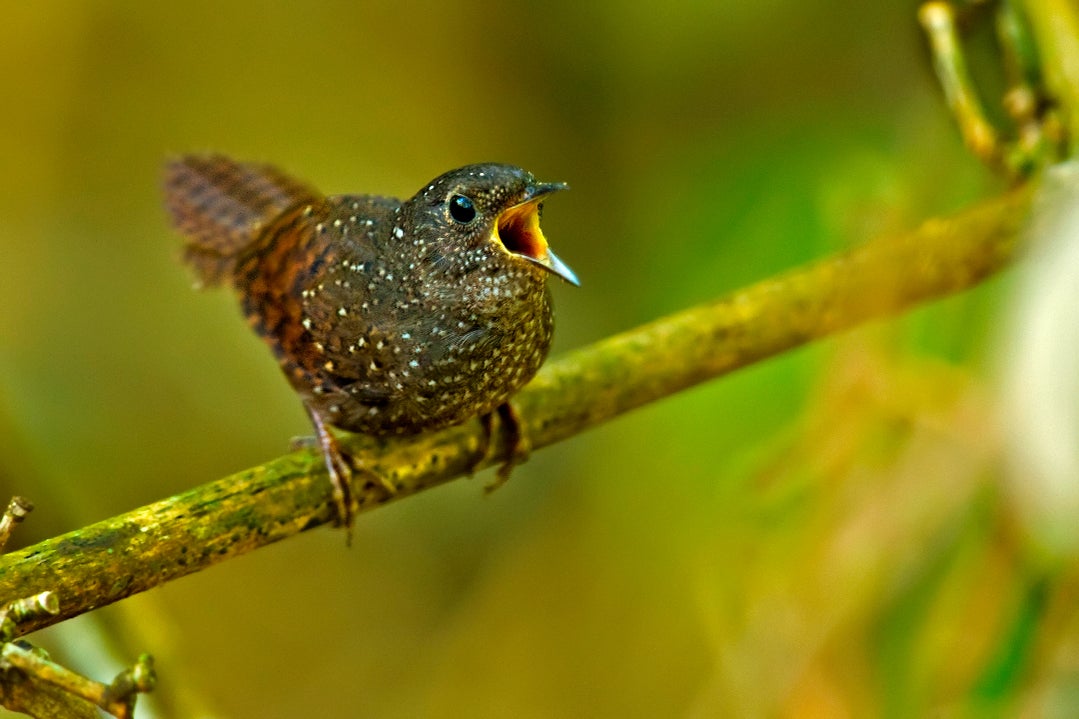 New species discoveries in Eastern Himalayas