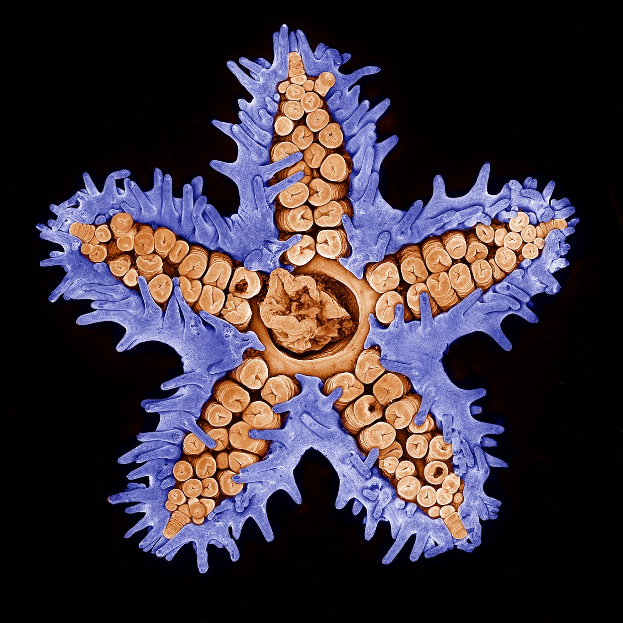 Microscopic beauty: Winning images from the Nikon Small World 2015 ...