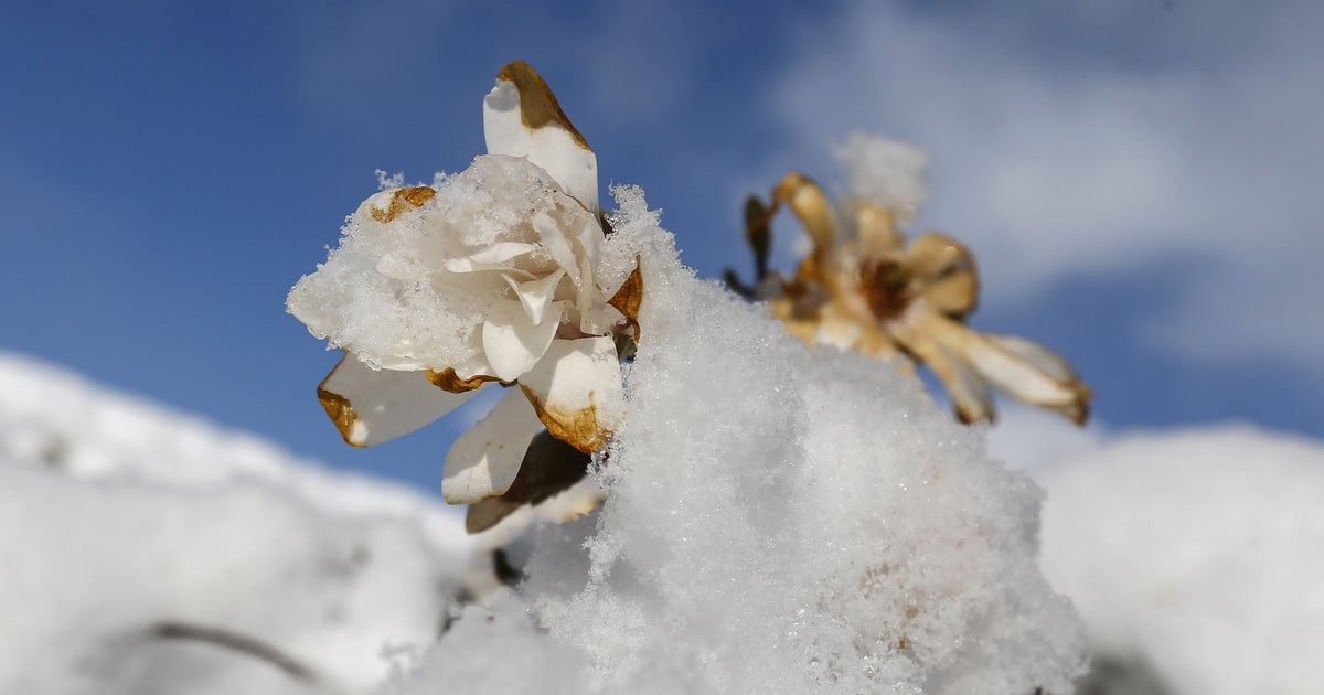 Spring could come three weeks early to the U.S. - CBS News