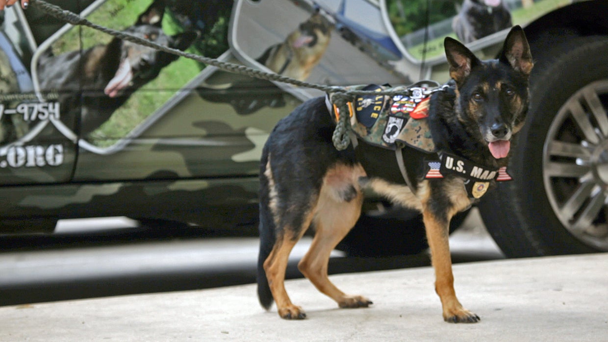2015 American Hero Dogs