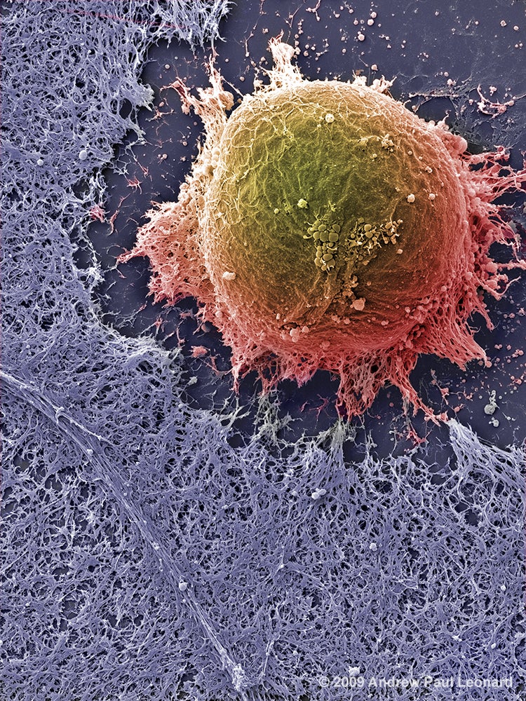 Nature's building blocks up close