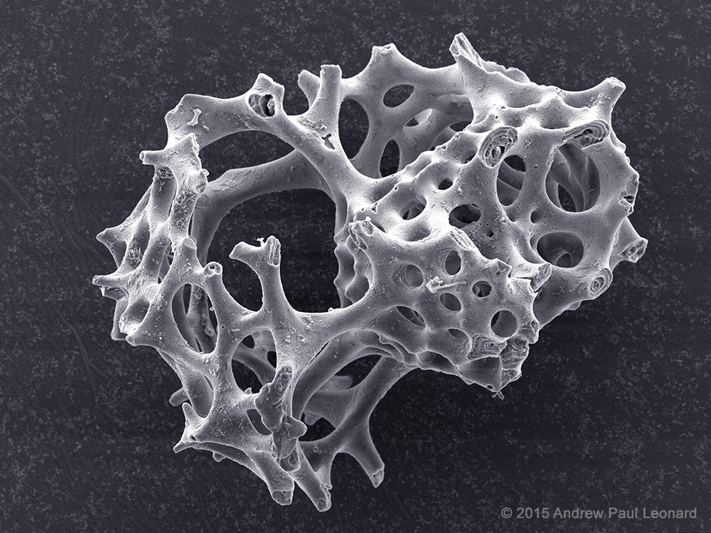 Nature's building blocks up close