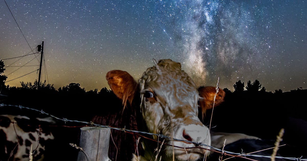 Cow photobombs the Milky Way - CBS News