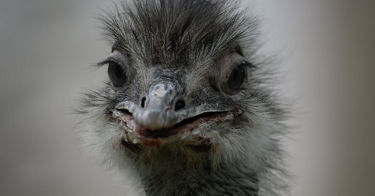 Elderly emu known as "The Bird" on the loose in central Maine - CBS News