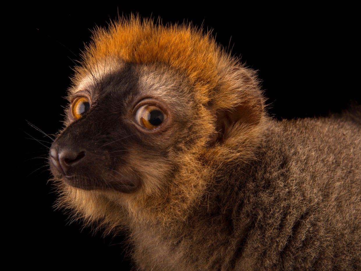 Joel Sartore's Photo Ark