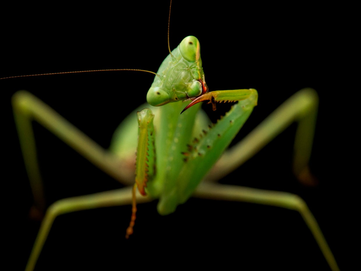 Joel Sartore's Photo Ark