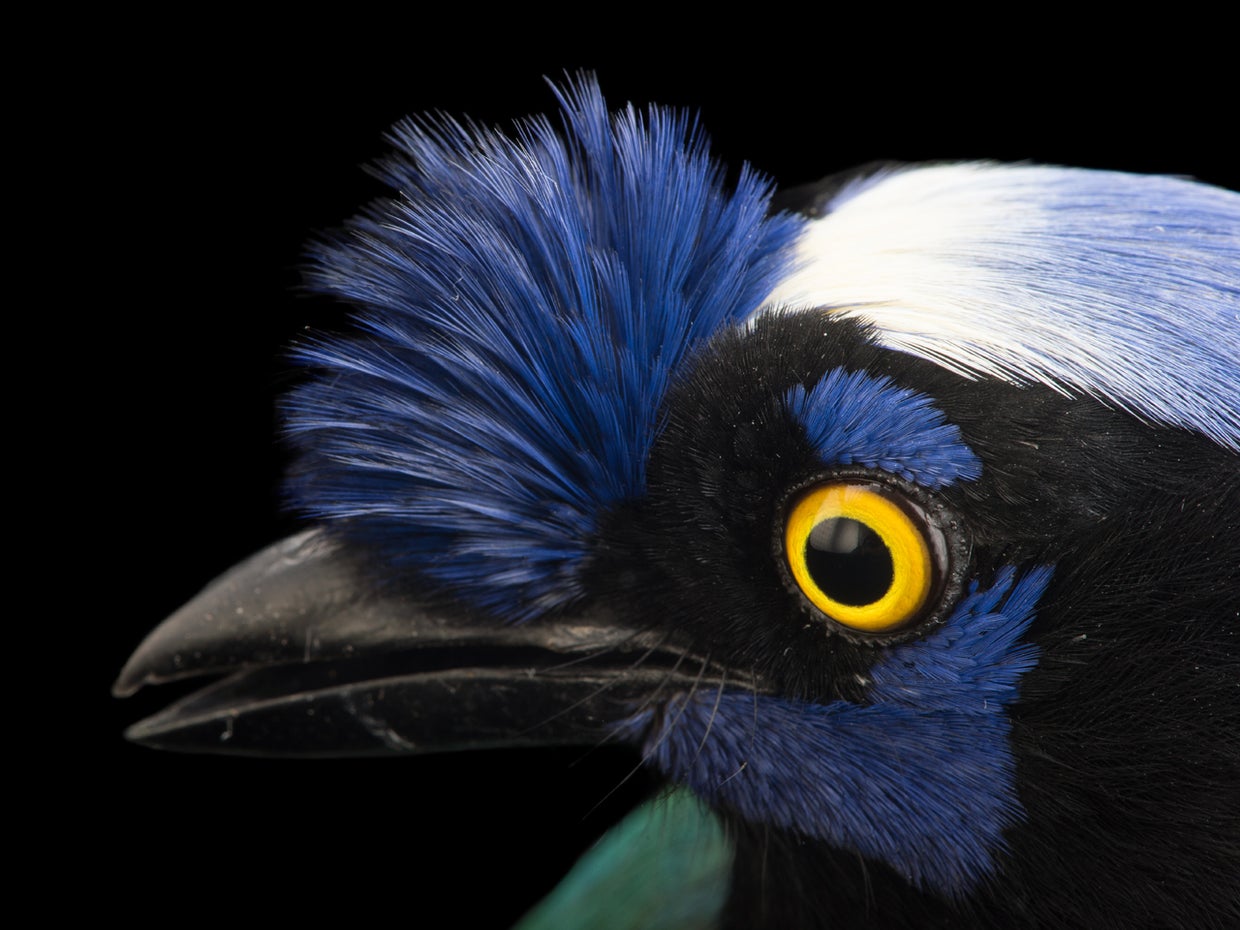 Joel Sartore's Photo Ark