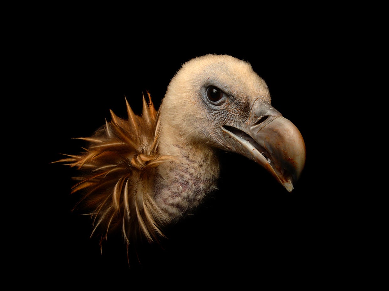 Joel Sartore's Photo Ark