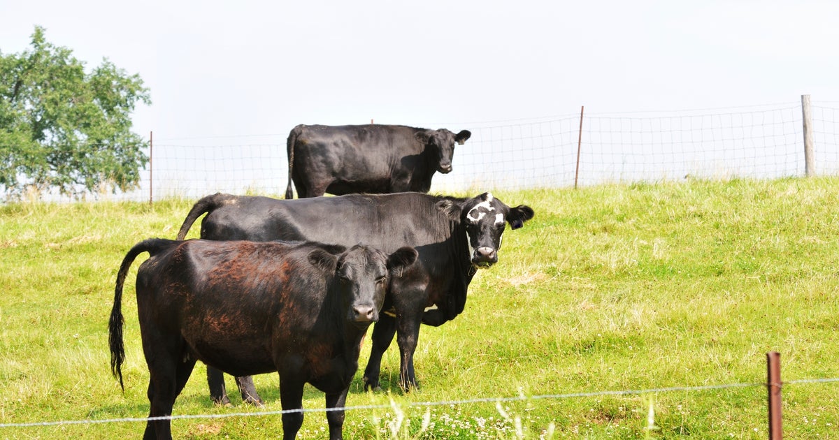 Georgia sheriff investigates mysterious cattle mutilations - CBS News