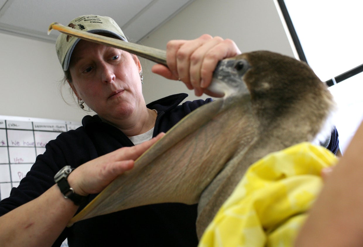 Mysterious mass animal deaths