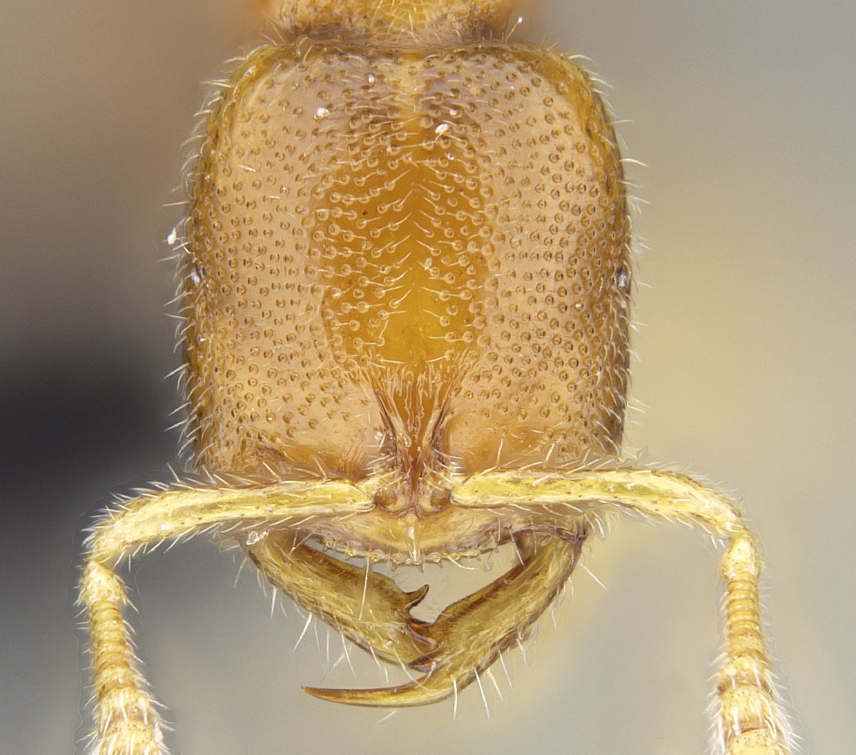 New species discovered in 2015