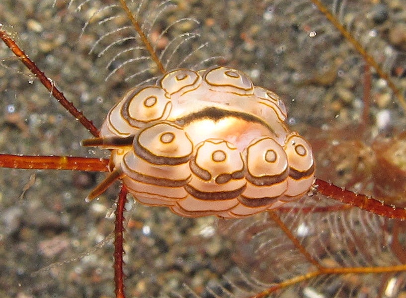 New species discovered in 2015