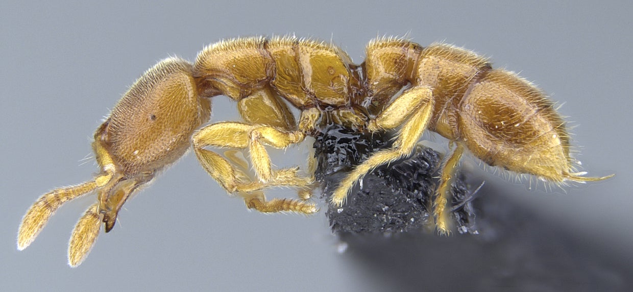 New species discovered in 2015