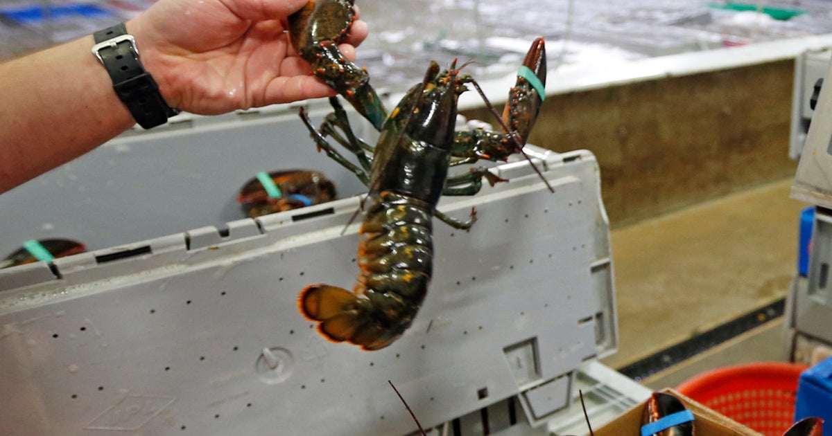 Why the mild winter is bad news for lobsters - CBS News