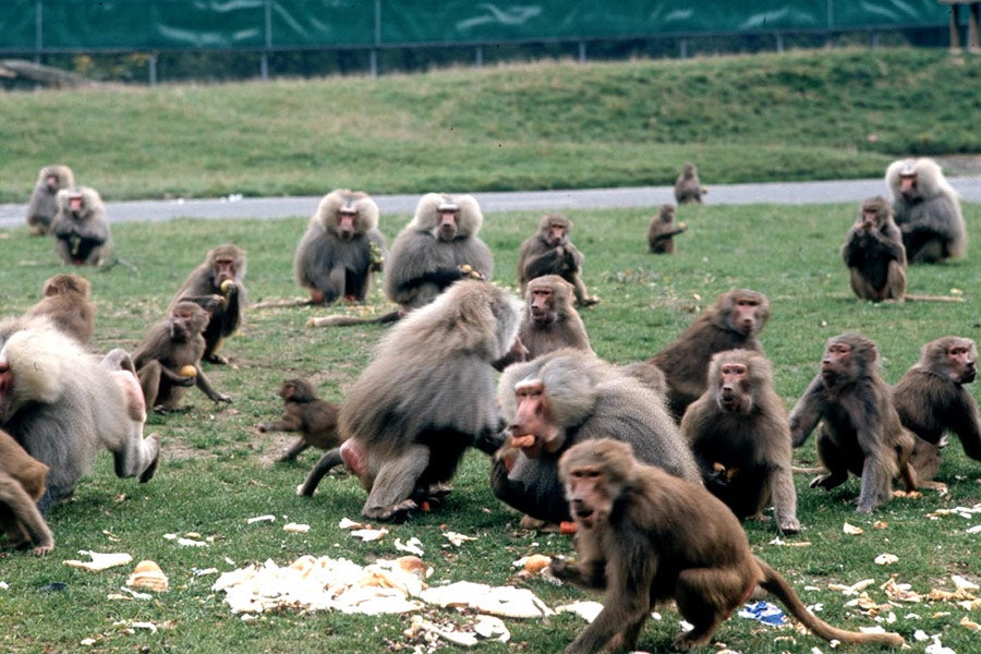 Creepy tales from cursed movies