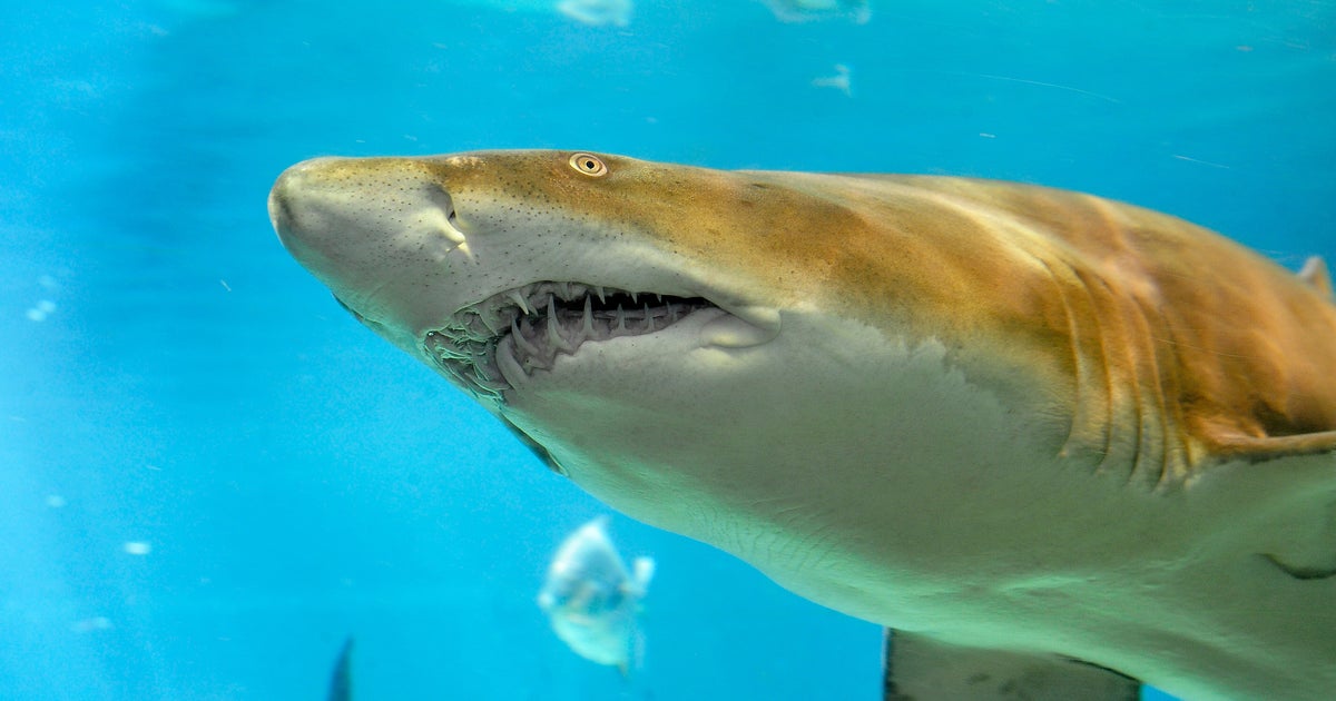 Shark nursery discovered in New York waters - CBS News