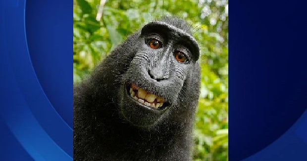 No monkey business: court considers animal's selfie - CBS News