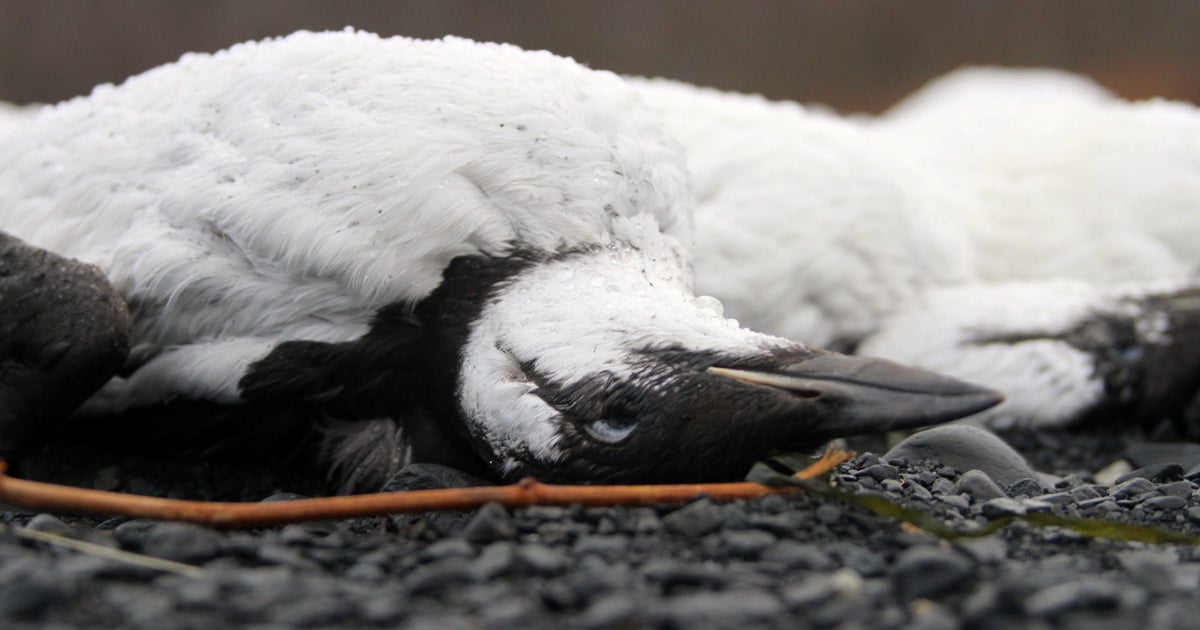 Scientists investigate massive seabird die-off in Alaska - CBS News