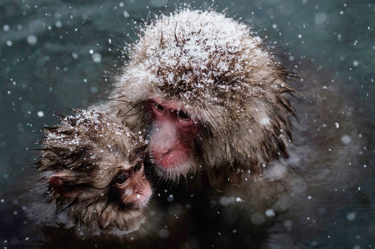 Animals in the snow
