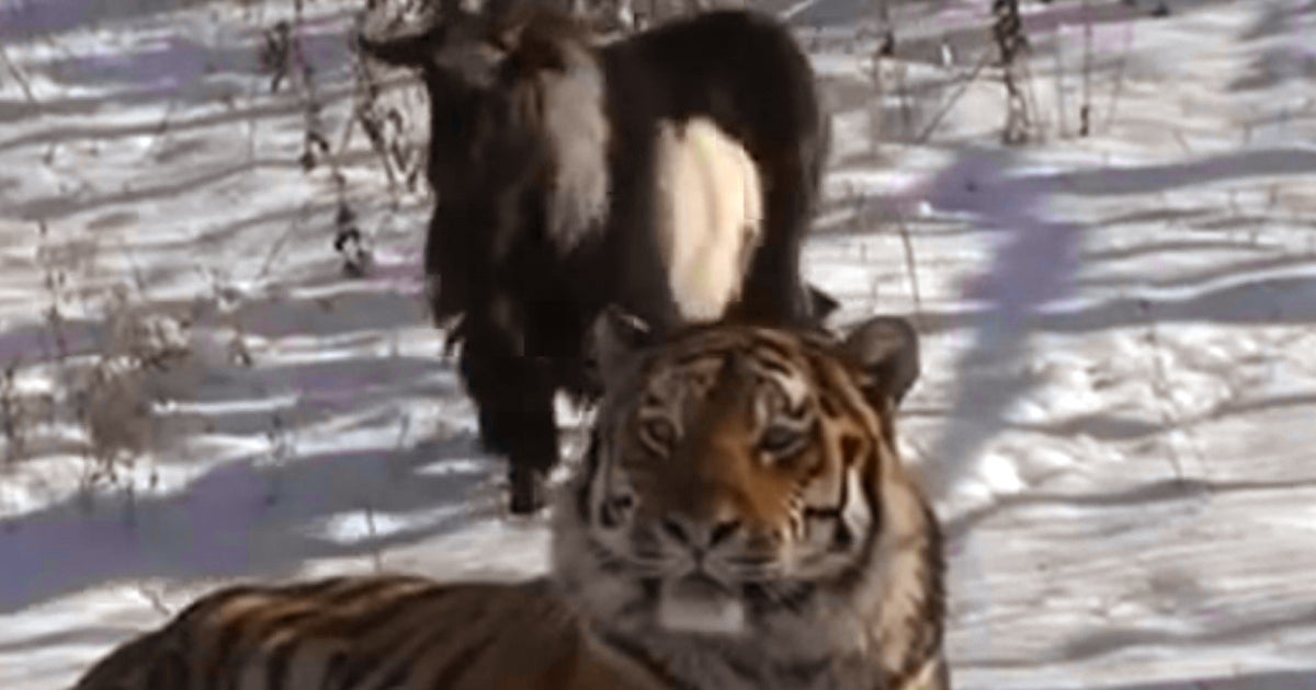 Russia goat and tiger Amur and Timur romance ends as animals at ...