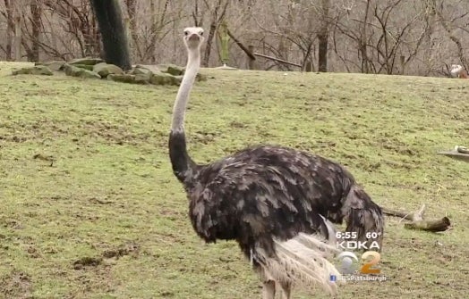 Caught on tape: Zookeeper plunges into icy water to rescue ostrich ...