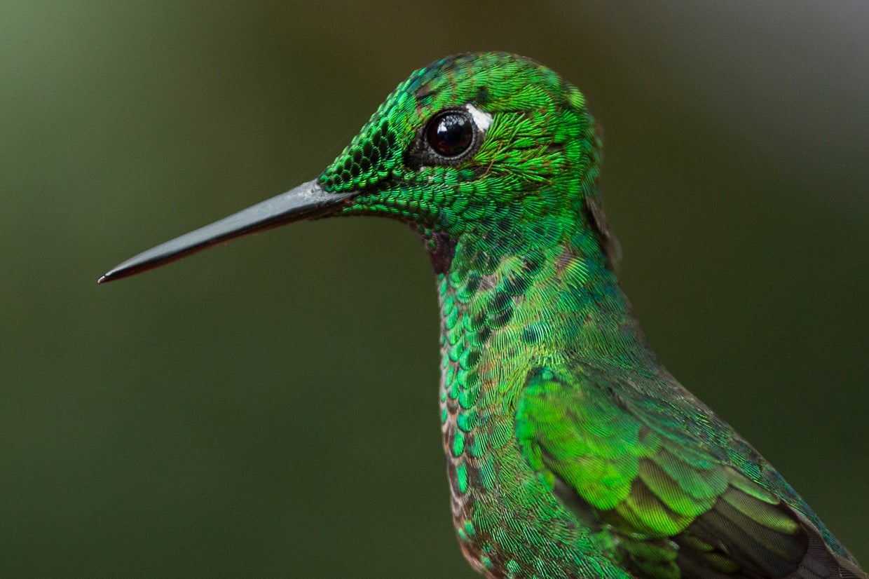Hummingbirds of Costa Rica