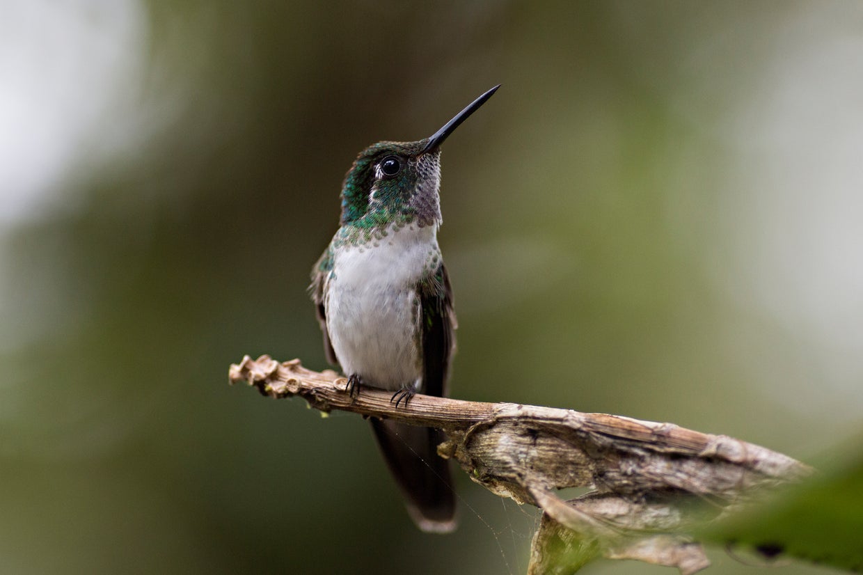 Hummingbirds of Costa Rica