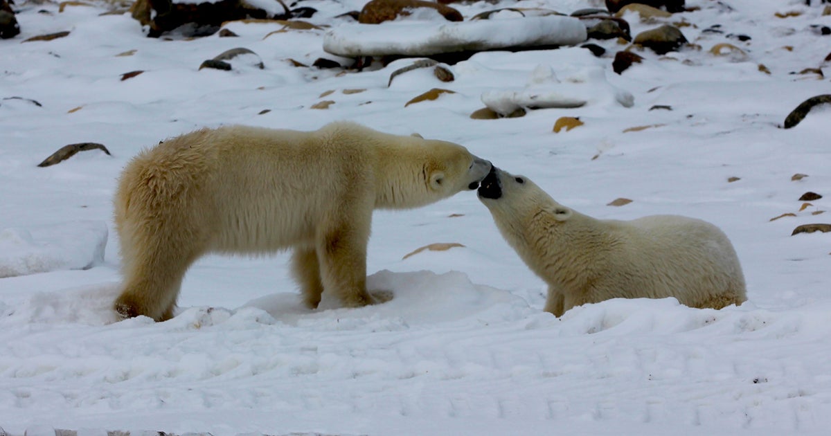 A gathering of polar bears