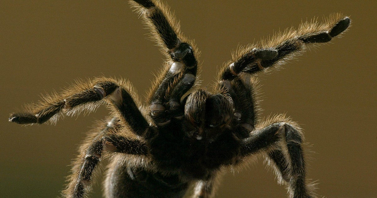 Worst sick-day excuses: Spider scare, excess cake - CBS News