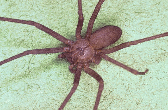 The world's most dangerous spiders (WARNING GRAPHIC IMAGES)