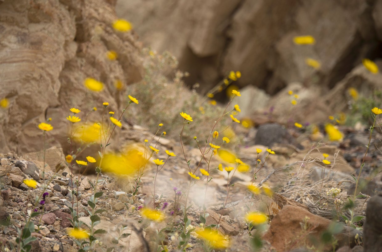 Death Valley's rare carpet of gold