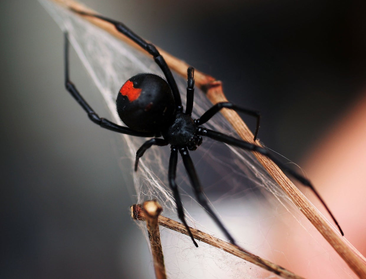 The world's most dangerous spiders (WARNING GRAPHIC IMAGES)