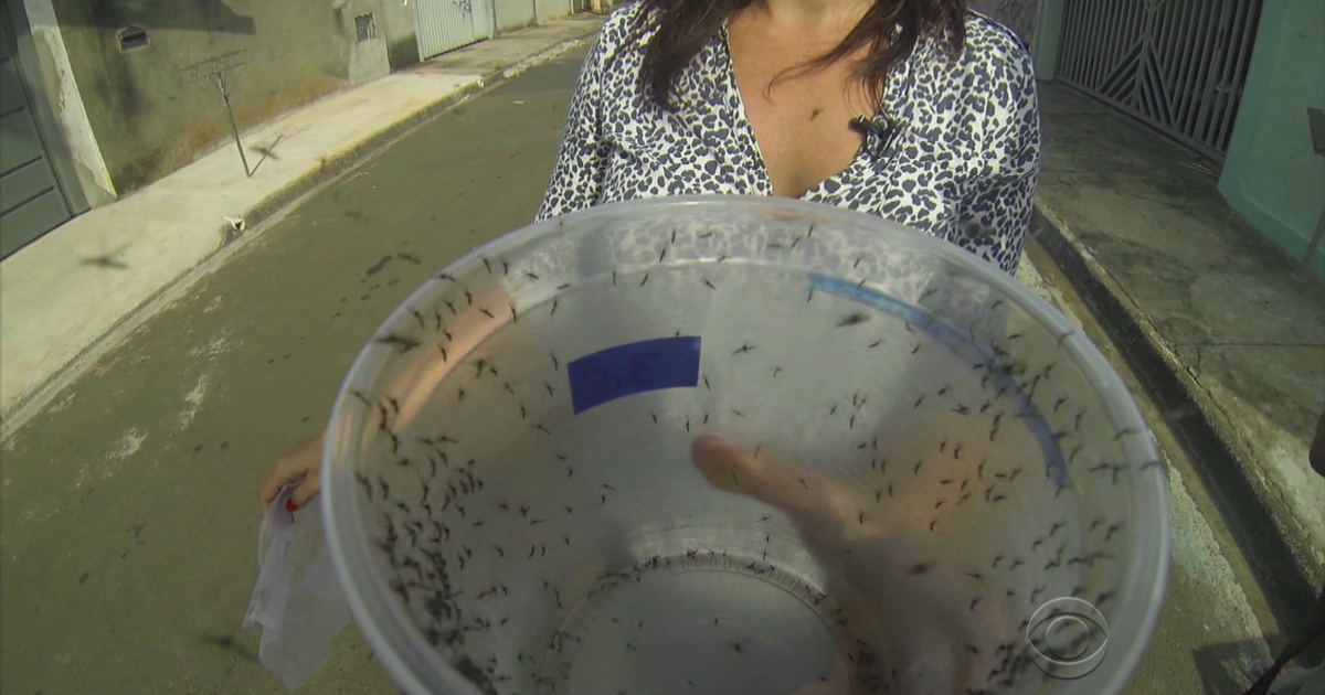 Brazilian town fighting Zika mosquitoes with more mosquitoes - CBS News
