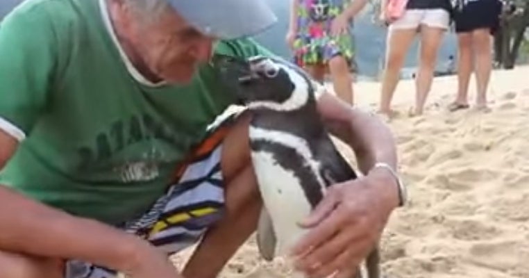 Penguin travels thousands of miles each year to visit man who saved it ...