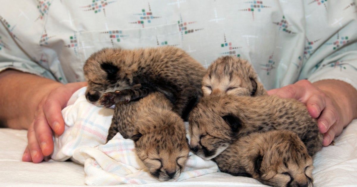 5 cheetahs born in rare C-section procedure at Cincinnati Zoo - CBS News