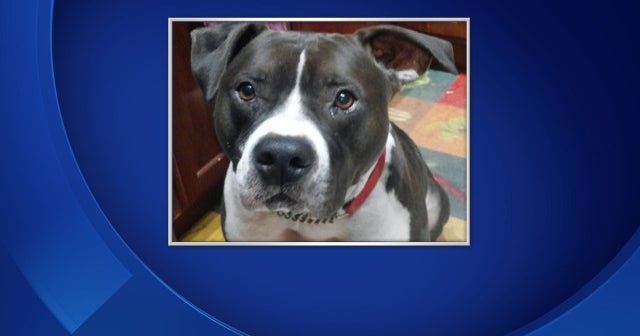 Pa. family's two dogs go missing separately, found dead together - CBS News