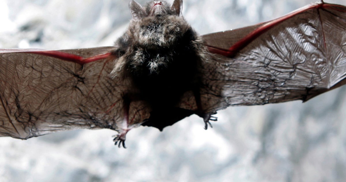 Bats die-off may be leveling off - CBS News
