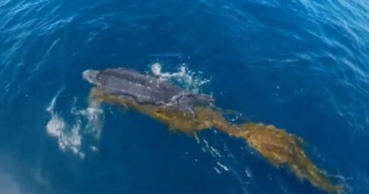 Struggling sea turtle freed with help from sportfishing crewman - CBS News