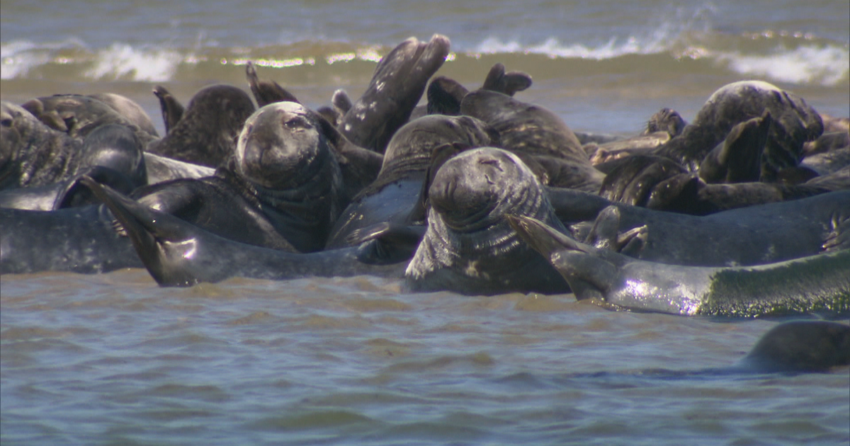 Resurgence of seals on Cape Cod beaches means more sharks - CBS News