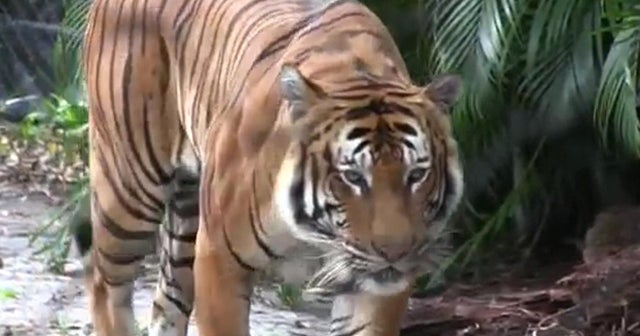 Palm Beach zookeeper died from a neck injury in tiger attack, coroner ...