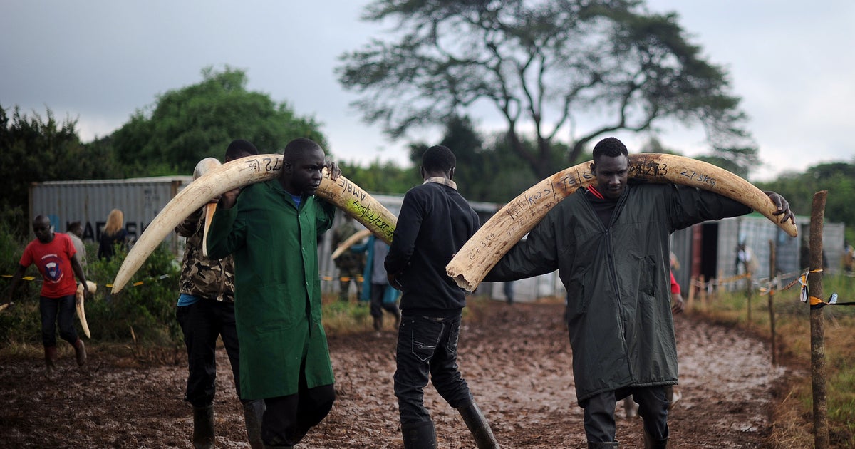 Poacher in DiCaprio documentary gets 12 years in prison - CBS News
